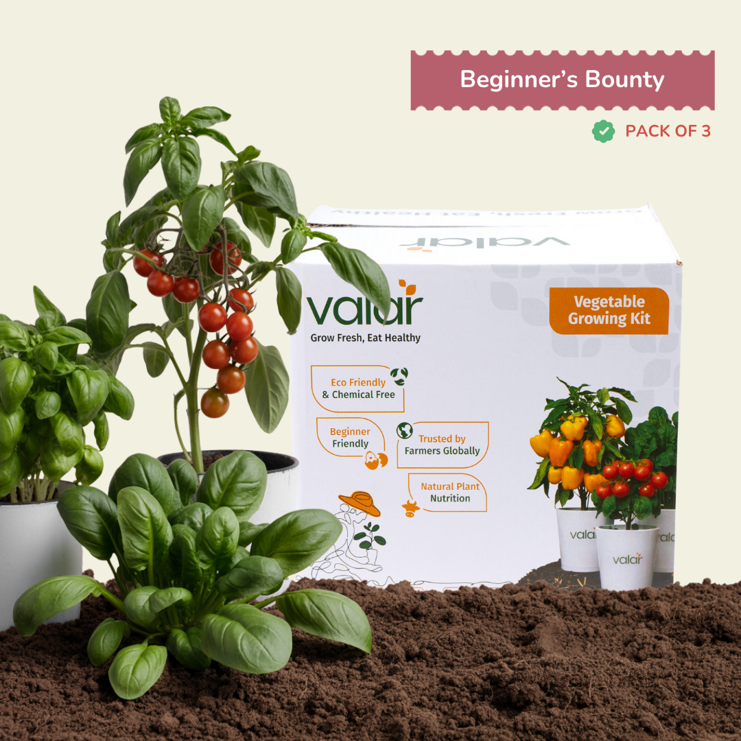 Terrace garden kits – Valar Grow