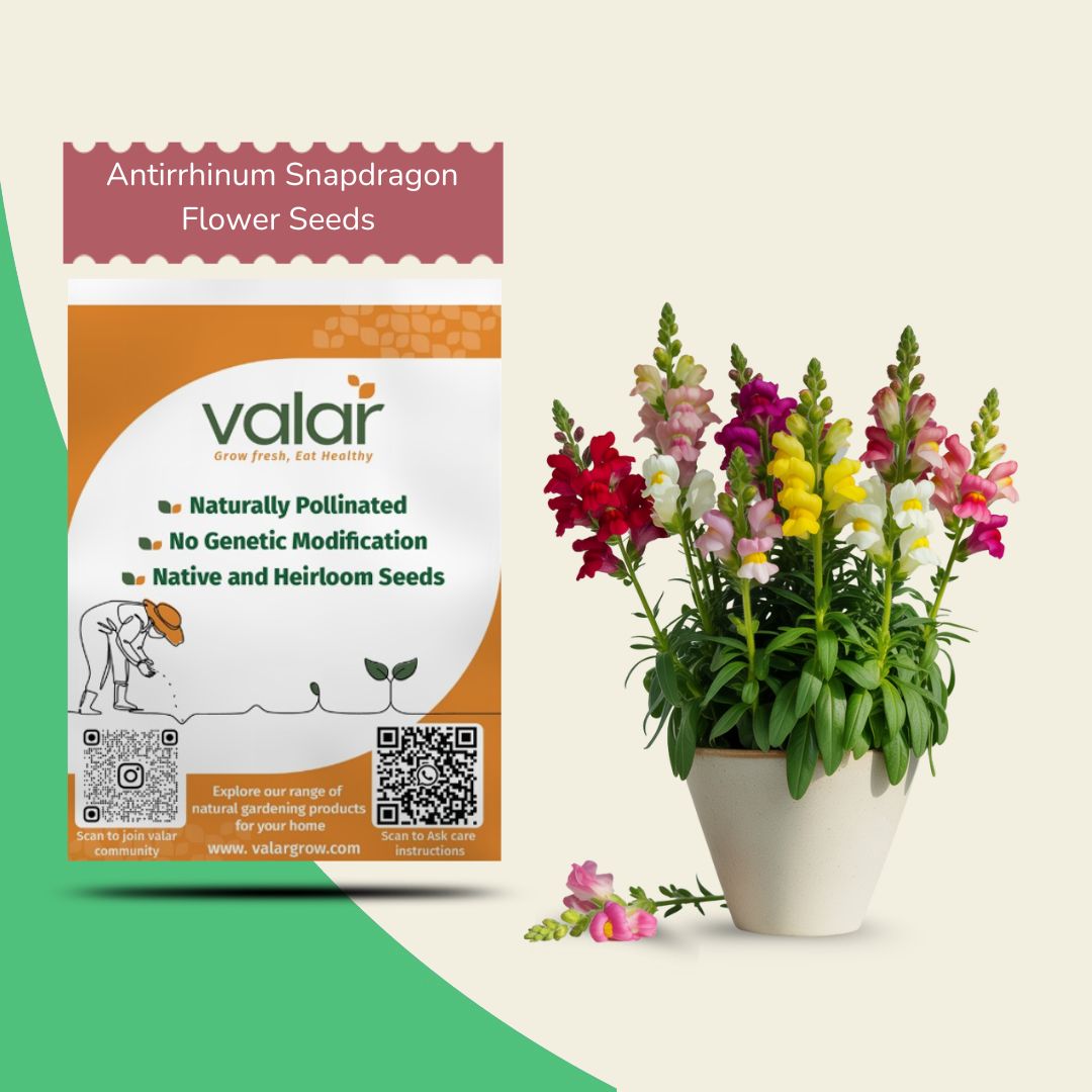 Valar Anthurium Snapdragon Flower Seeds – Vibrant Mix of Colors – Valar ...